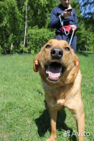 Ищет дом собака из приюта