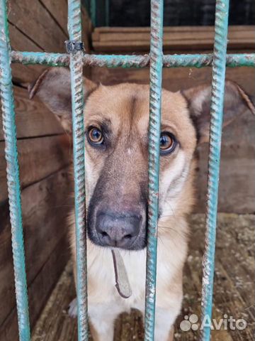 Эти грустные глаза за решеткой