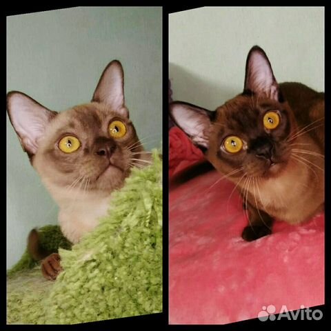 Бурманские Мальчики Шоу Класс