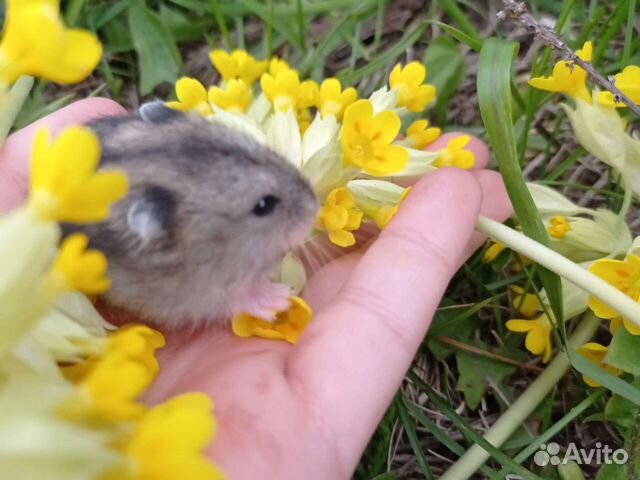 Джунгарские хомячки. Мальчик