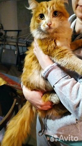 Котик ищет хозяев