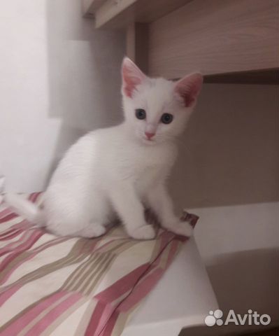 Котята в добрые руки бесплатно