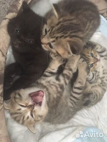 Шотландские котята