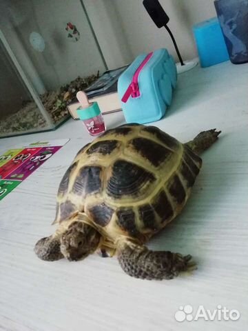 Черепаха сухопутная