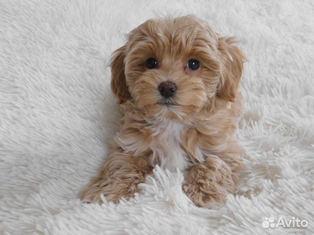 Мальтипу Ф1 микро