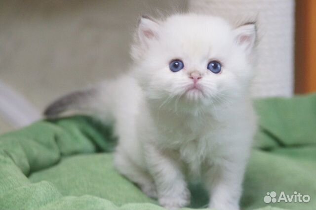 Кот длинношерстная колорная золотая шиншилла