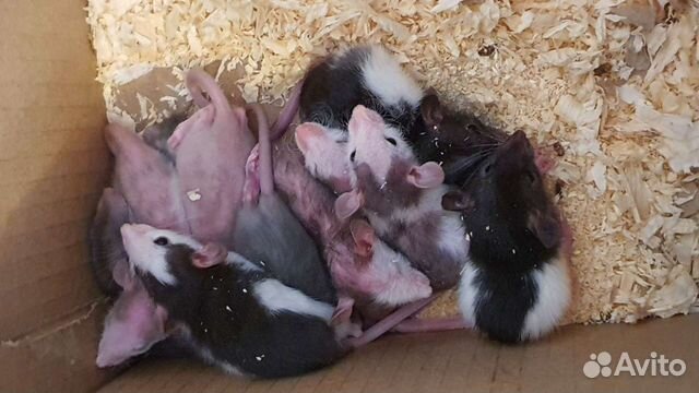 Крыса дамбо