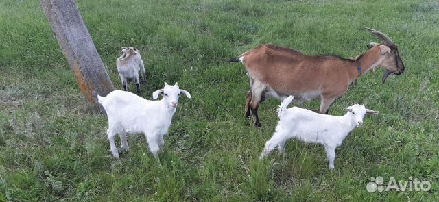 Коза нубийская