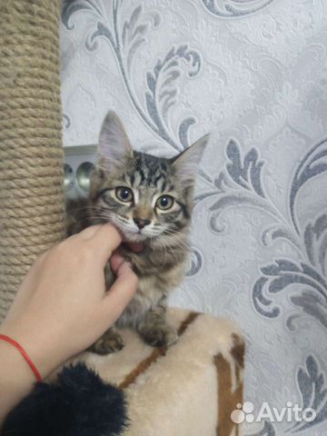 Котоенок В добрые руки