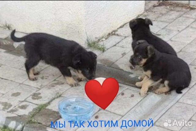 Щеночки очень хотят в семью