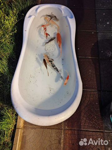 Золотая рыбка комета