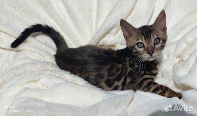 Бенгальские котята