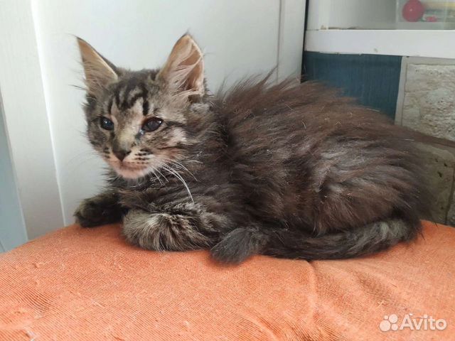 Пушистая девочка 2 месяца