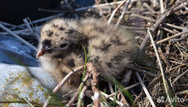 Птенец чайки