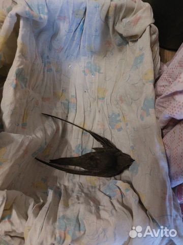 Стриж птица