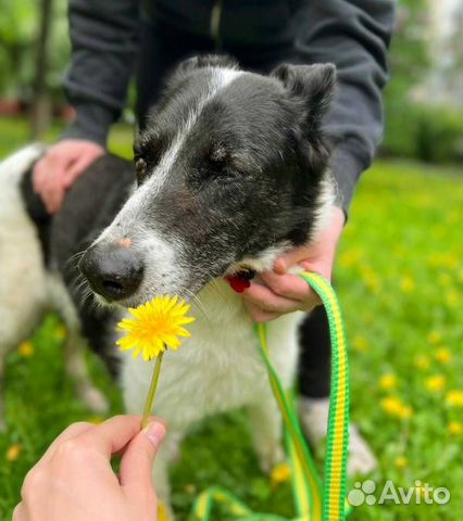 Старая Луша умрет в приюте