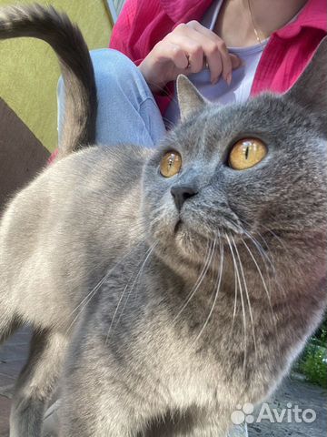 Британская кошка