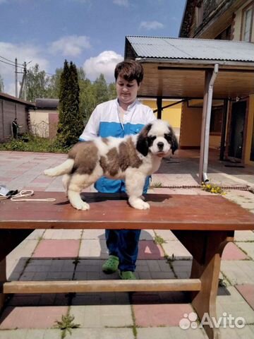 Щенки сенбернара