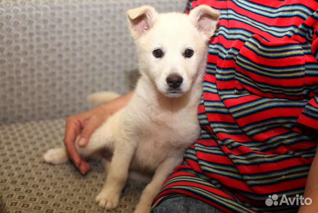 Белая девочка в добрые руки (2 мес)