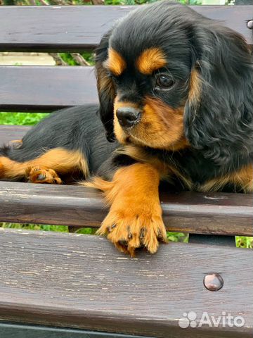 Кавалер мальчик для выставок и разведения