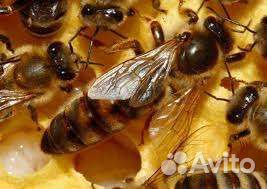 Пчеломатки