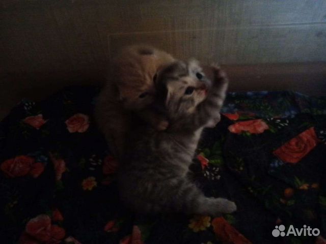 Вислоухие шотланские котята