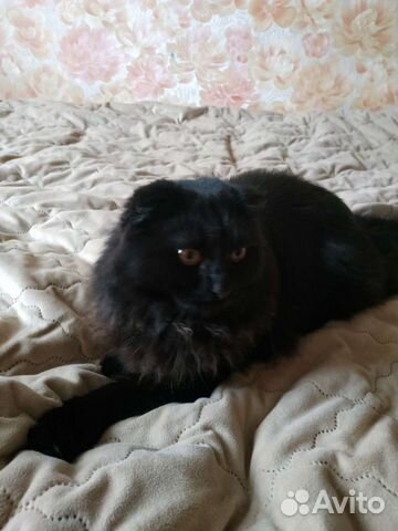 Отдам кота в добрые руки