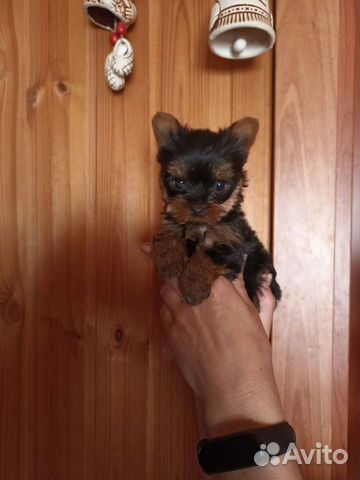 Йоркширский терьер щенки