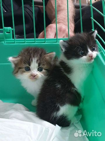Котята, кошечка и котик