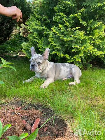 Французский булька