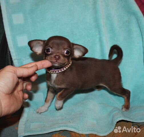 Чихуа Шоко-Принцесс