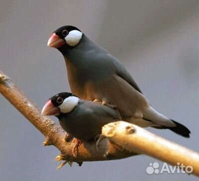 Домашние рисовки амадины