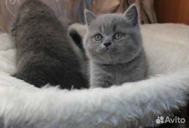 Британские котята
