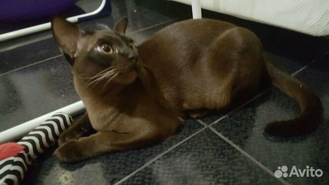 Мистер Рич - соболиный котик