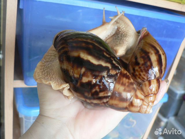 Смитти улитка-гигант ахатина+ все для улиток