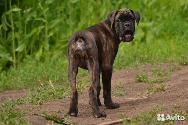 Боксеры тигровые