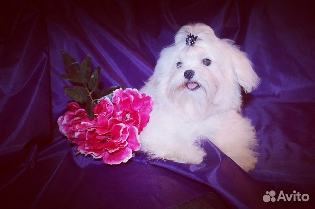 Девочка мальтезе 4 мес