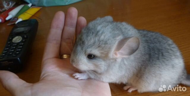 Шиншиллы домашнего разведения