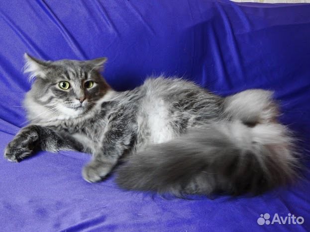 Нежный и робкий кусочек тумана