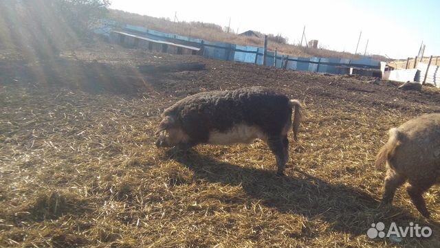 Кабан Производитель Венгерская Мангалица