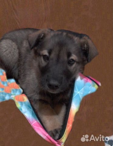 Щенки - позитивные "медвежатки" в добрые руки