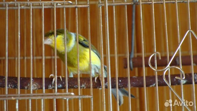 Кенара и канарейки