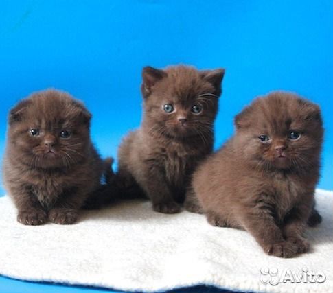 Вислоухие котята,голубые,лиловые,шоколад
