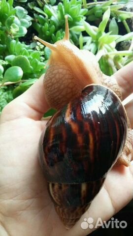 Ахатина иммакулята