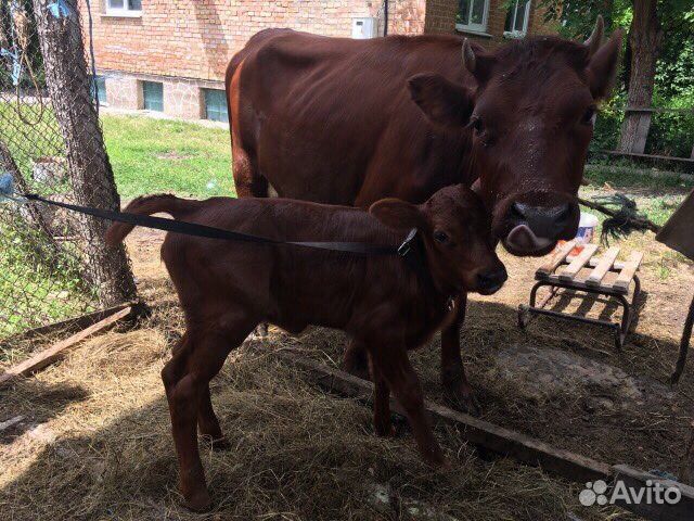 Продам корову