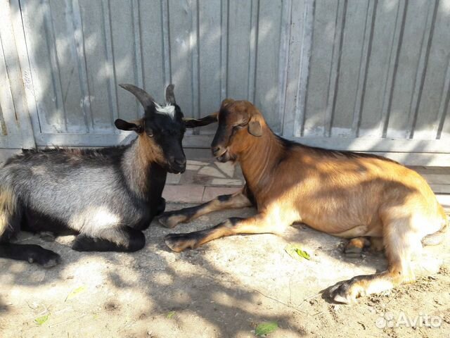 Козлята альпийские