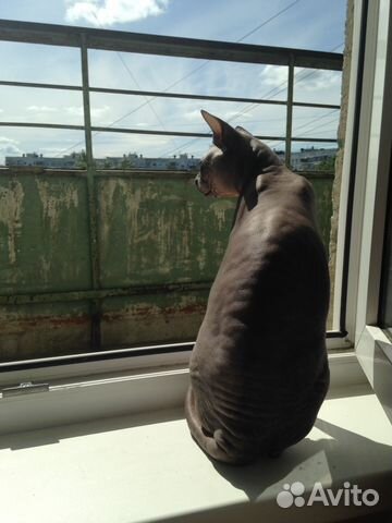 Ищем невесту