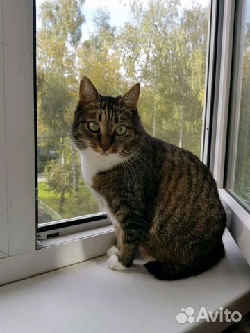 Кошка Маруська подарок для души 2года стерилизо
