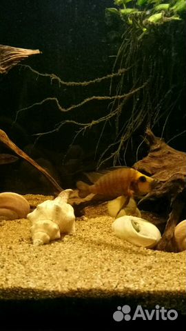 Альтолампрологус