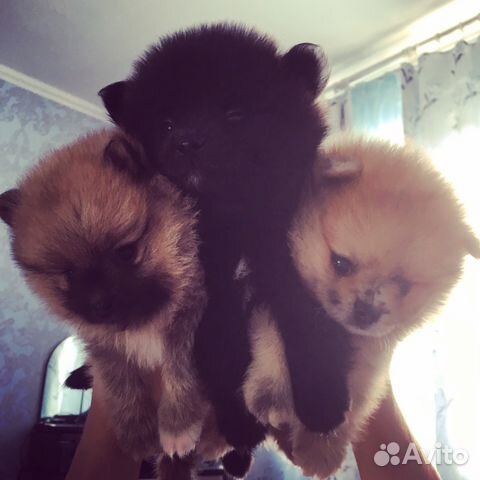 Шпиц лисичка